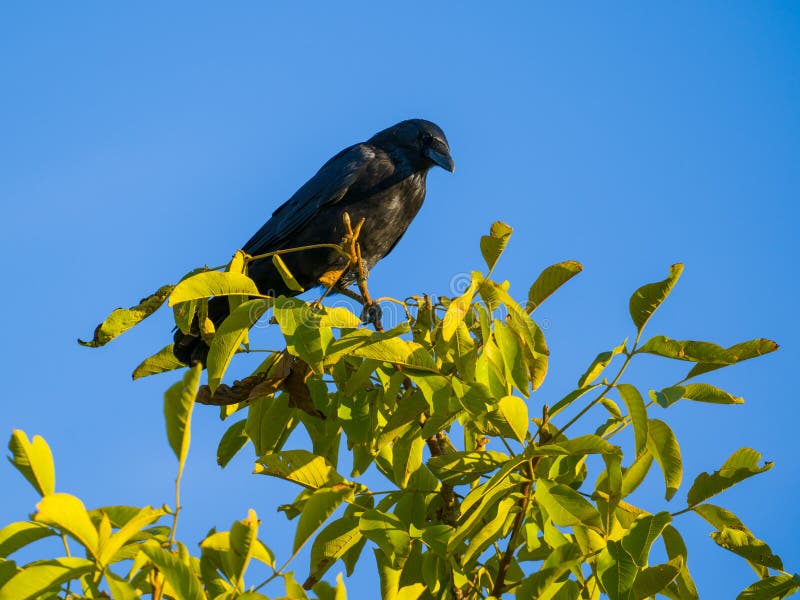 Raven Perching on a Top of Green Tree Stock Image - Image of nature ...