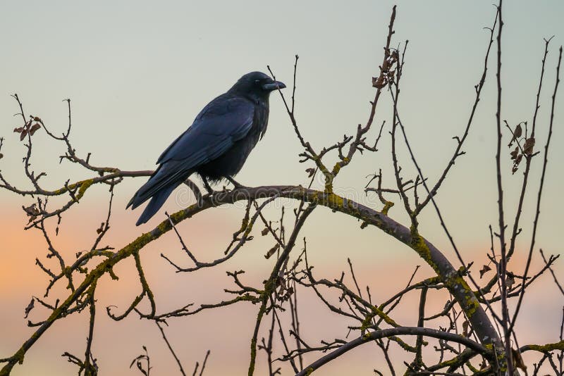 Black Raven Perching on a Tree Branch in the Evening Stock Image ...