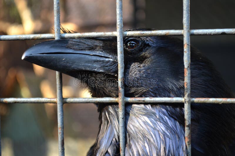 Raven in a cage stock image. Image of beak, corone, birding - 69693211