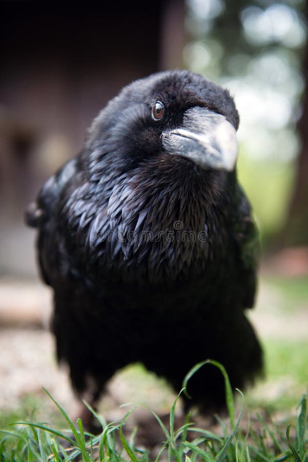 Black raven stock photo. Image of landmark, black, proud - 39920756