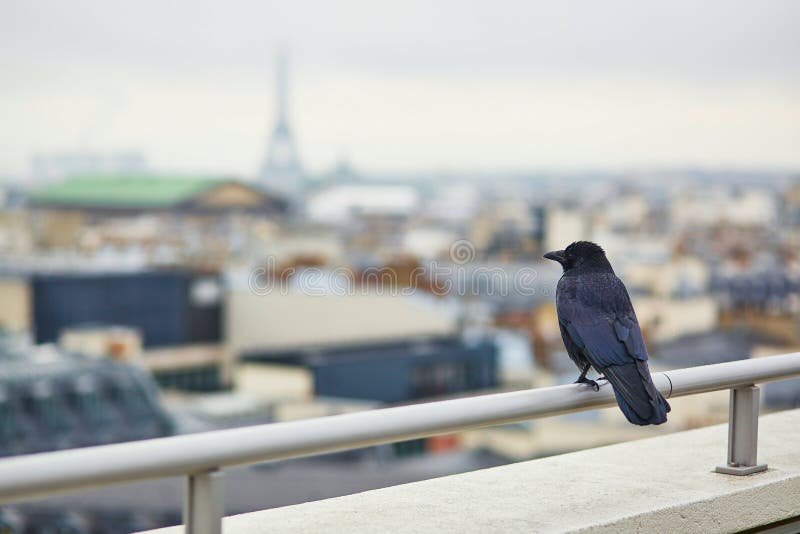 Black Raven on a Roof in Paris and Looking at the Eiffel Tower Stock ...