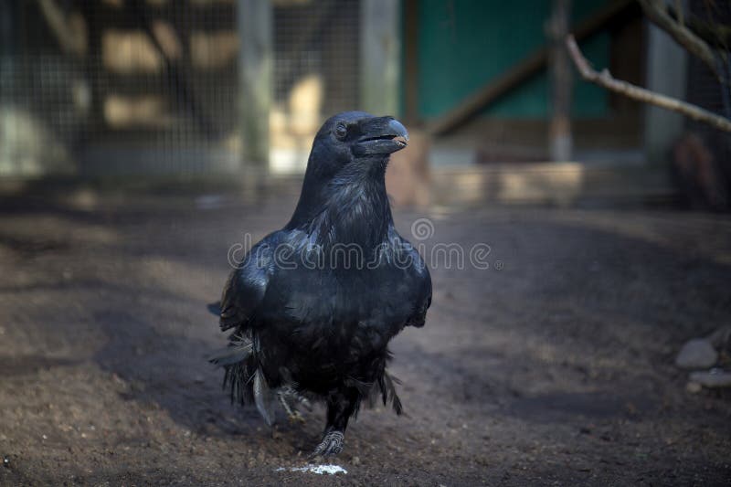 Black Raven Running on Ground Stock Photo - Image of traditions, ground ...