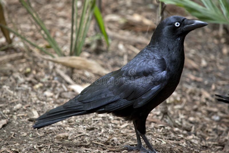 686 Raven Side View Stock Photos - Free & Royalty-Free Stock Photos ...