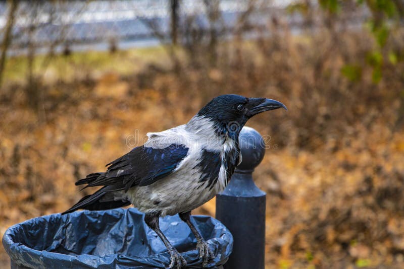 Black Raven Sits on the Trash in the Park Stock Image - Image of raven ...