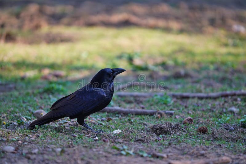 Black Raven, Sitting on the Ground, Watching Stock Photo - Image of ...
