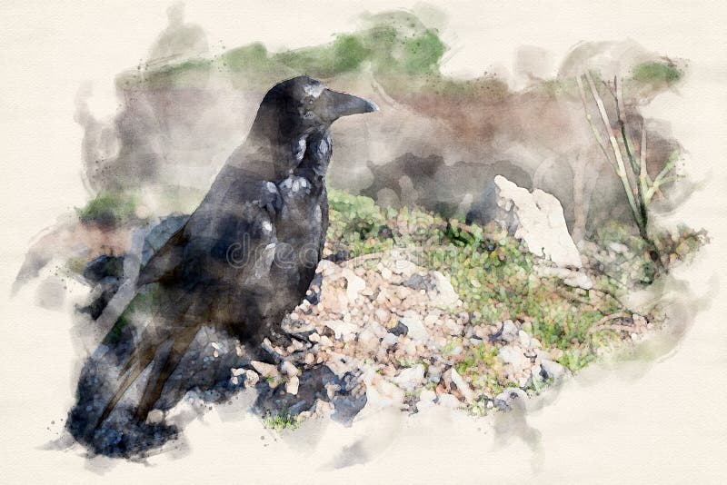 Black Raven Sitting on a Hill Stock Illustration - Illustration of ...