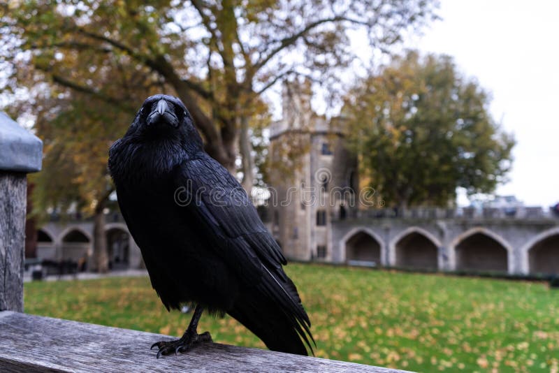 Black Raven Sitting on a Piece of Metal Behind a Building Stock Photo ...