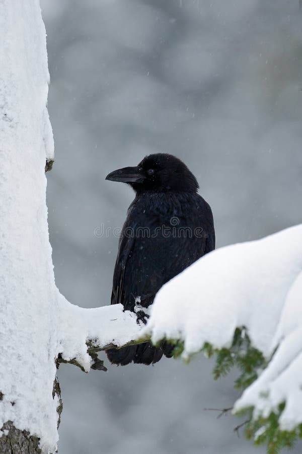Raven in Flight, Sweden. Bird in the Green Forest Habitat. Wildlife ...