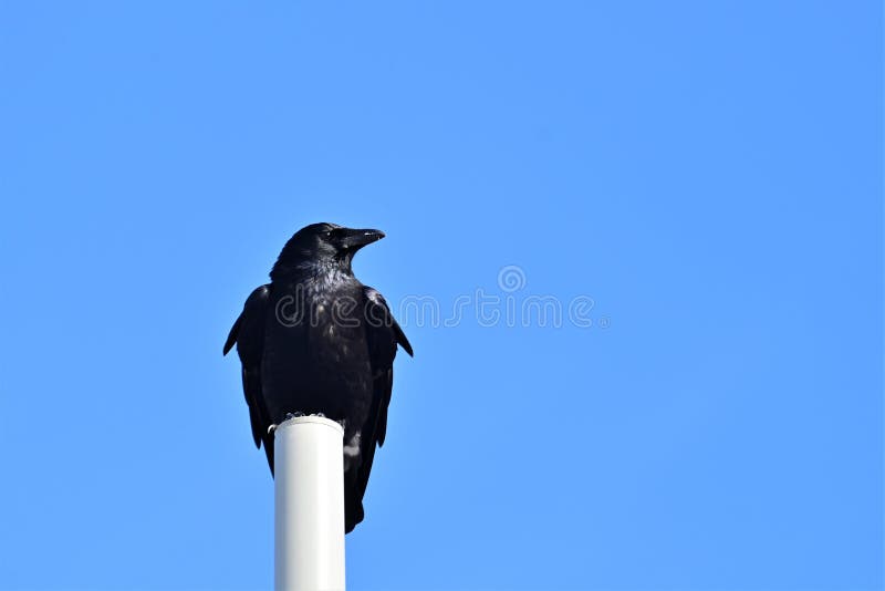 A Black Raven Sitting on a White Pole Stock Image - Image of ...