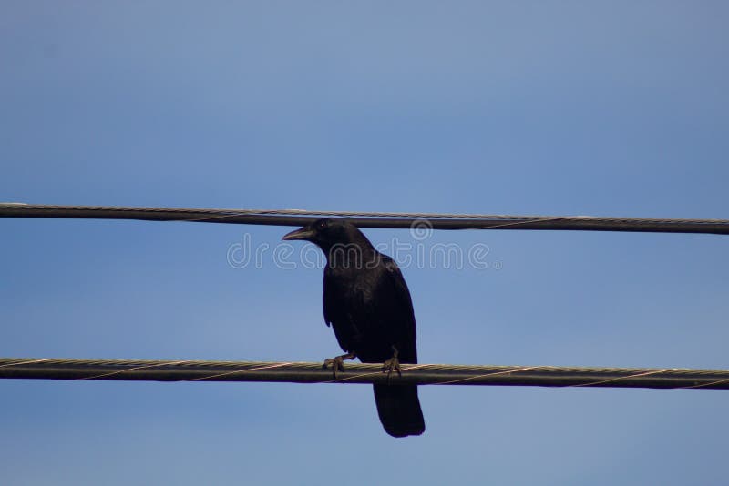 Black Raven Sitting on the Wire with a Blue Sky Over it Stock Image ...