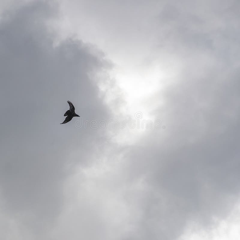 Glider Outline Svg Free Stock Photos - Free & Royalty-Free Stock Photos ...