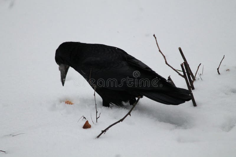 Raven on rest stock photo. Image of raven, backrest - 118834350