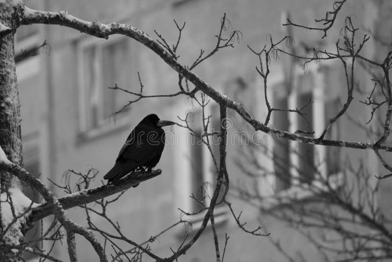 Raven on rest stock photo. Image of raven, backrest - 118834350