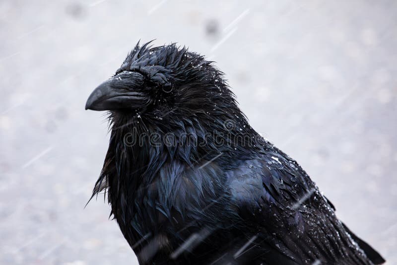 Raven in Snow stock image. Image of feathers, powder - 177286225
