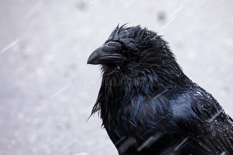Raven in Snow stock image. Image of feathers, powder - 177286225