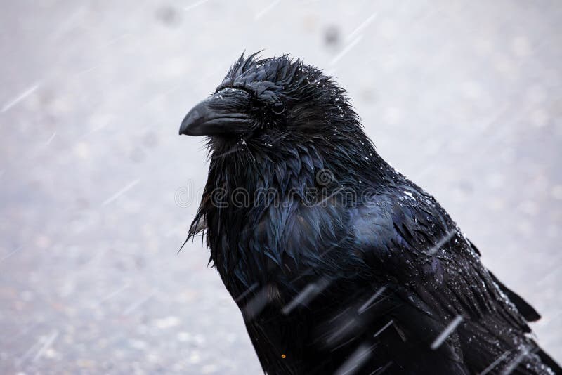 Raven in Snow stock image. Image of feathers, powder - 177286225