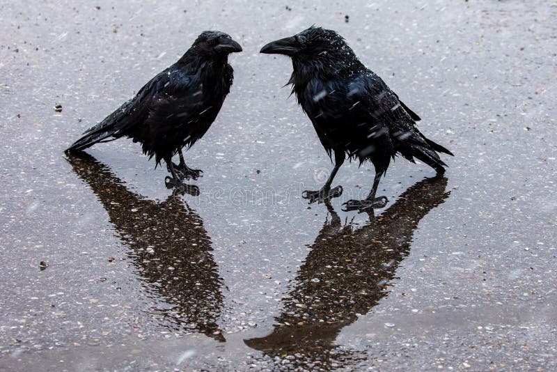 Black Raven in the Snow and Rain Stock Photo - Image of banff, head ...