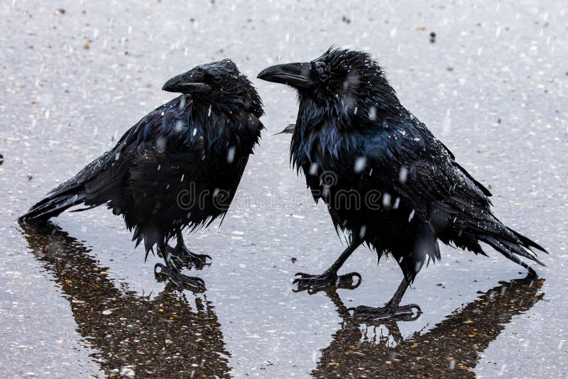 Black Raven in the Snow and Rain Stock Photo - Image of rain, beak ...