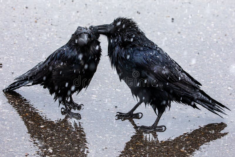 Black Raven in the Snow and Rain Stock Photo - Image of birds, white ...