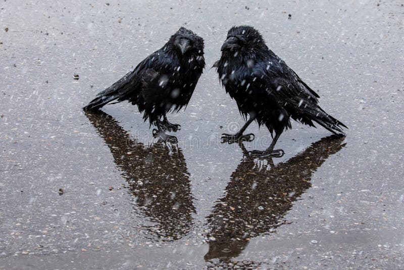 Black Raven in the Snow and Rain Stock Photo - Image of banff, black ...