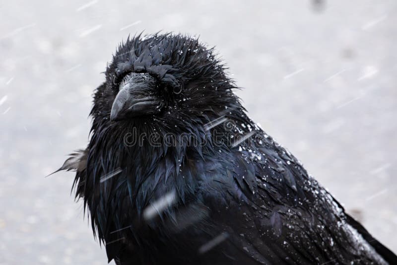 Black Raven in the Snow and Rain Stock Image - Image of snow, rain ...