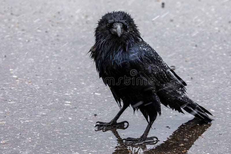 Black Raven in the Snow and Rain Stock Image - Image of rain, wild ...