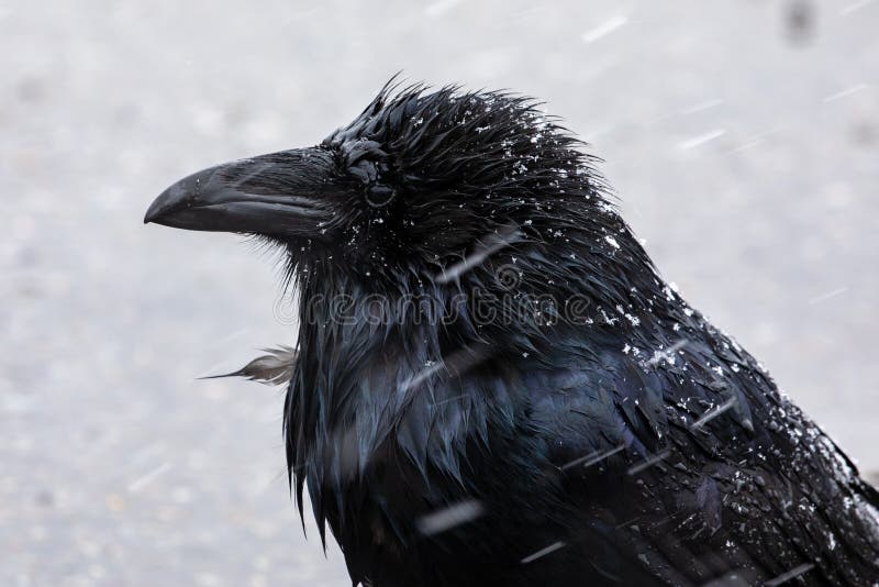 Black Raven in the Snow and Rain Stock Image - Image of feather ...
