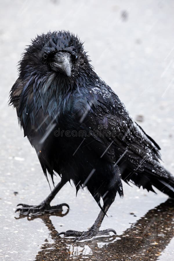 Black Raven in the Snow and Rain Stock Image - Image of bald, nature ...