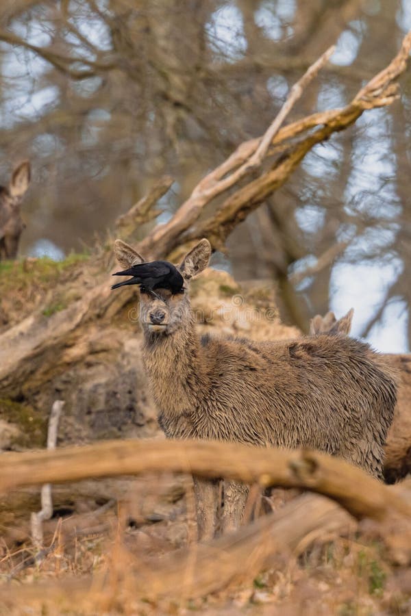 Black Raven Standing on a Deer Face in the Forest Stock Image - Image ...