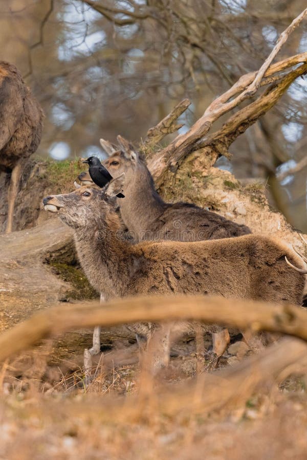 Black Raven Standing on a Deer Face in the Forest Stock Image - Image ...