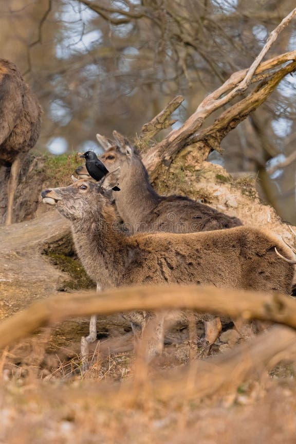Black Raven Standing on a Deer Face in the Forest Stock Image - Image ...