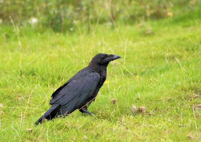 Raven on rest stock photo. Image of raven, backrest - 118834350