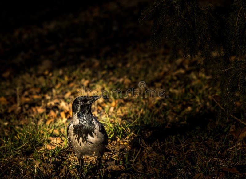 Black Raven Standing in the Grass Stock Photo - Image of meadow ...
