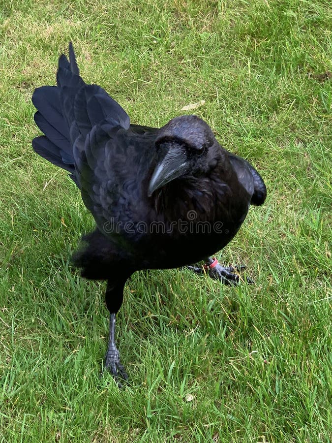 A Gorgeous Black Raven Looking Straight at the Camera Stock Image ...