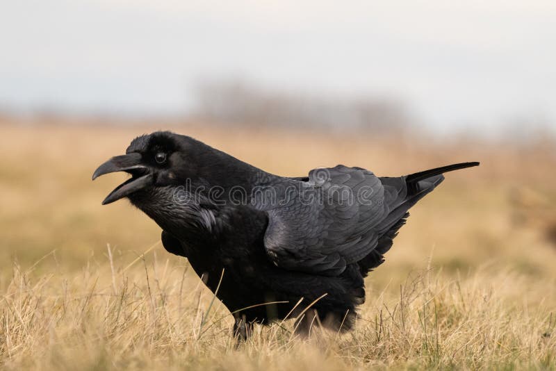 Black Raven Standing on a Meadow Stock Image - Image of ornithology ...