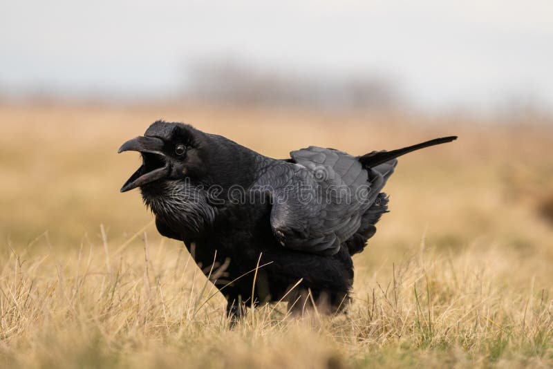 3,388 Standing Raven Stock Photos - Free & Royalty-Free Stock Photos ...