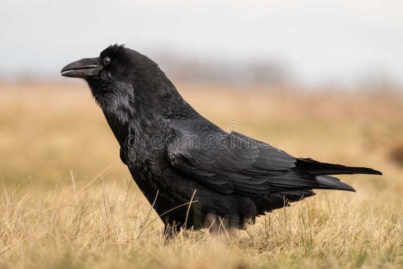 Black Raven Standing on a Meadow Stock Photo - Image of perching ...