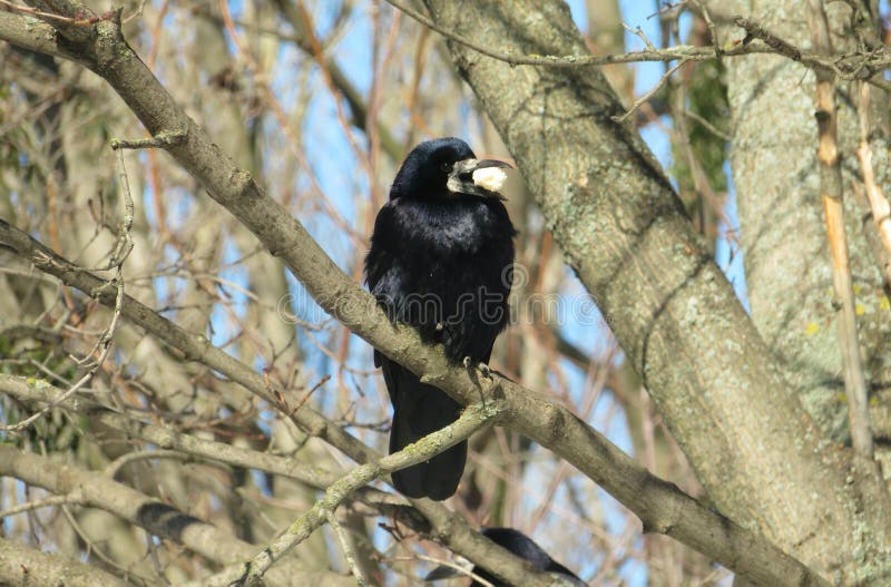 Raven on a Tree Against Blue Sky, Closeup Stock Photo - Image of ...