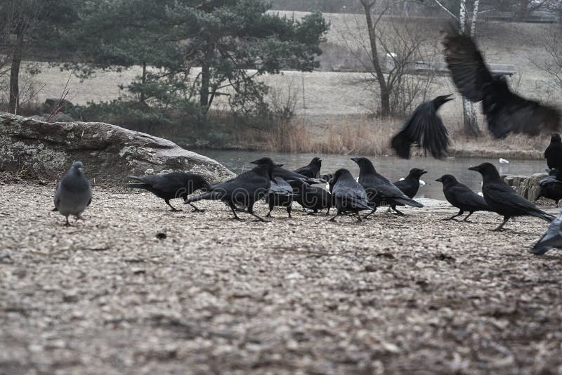 Black Ravens Near a Pond during Daytime Stock Image - Image of blue ...