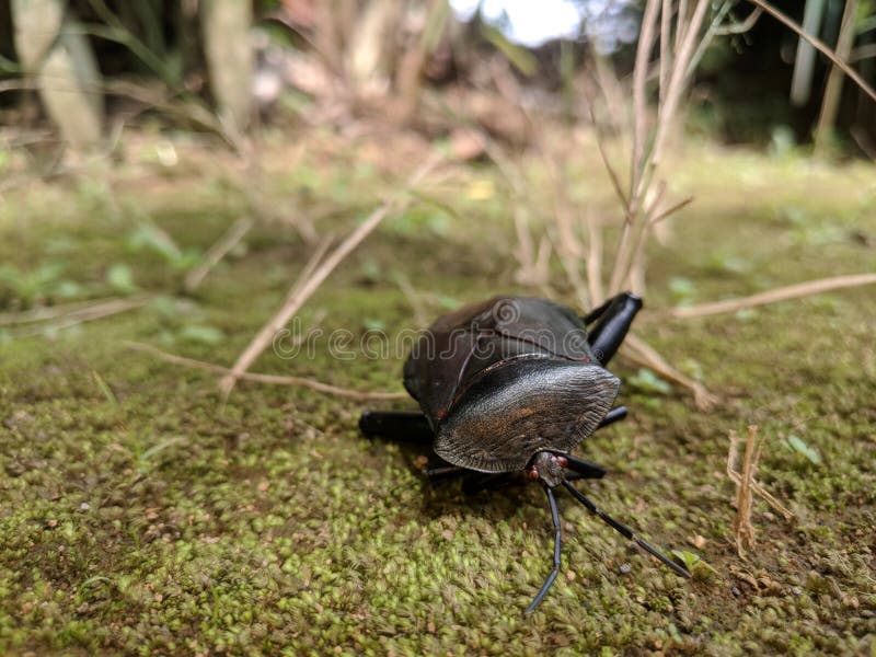 Black Red Beetle that is Dead but Looks Alive Stock Image - Image of ...