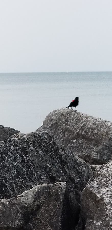 Black and Red Bird by Michigan Lake Stock Photo - Image of bird, lake ...