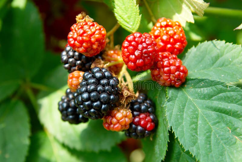 Black and Red Blackberries. Stock Image - Image of berries, frond: 7239131