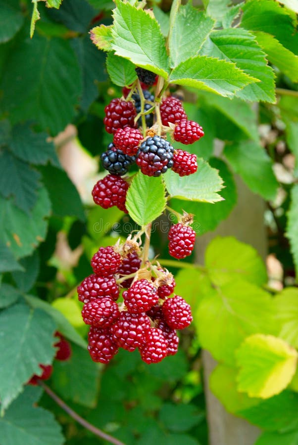 Black and red blackberries stock image. Image of frond - 7678245