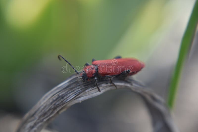 Black and red bug stock photo. Image of drop, cyan, nature - 179178764