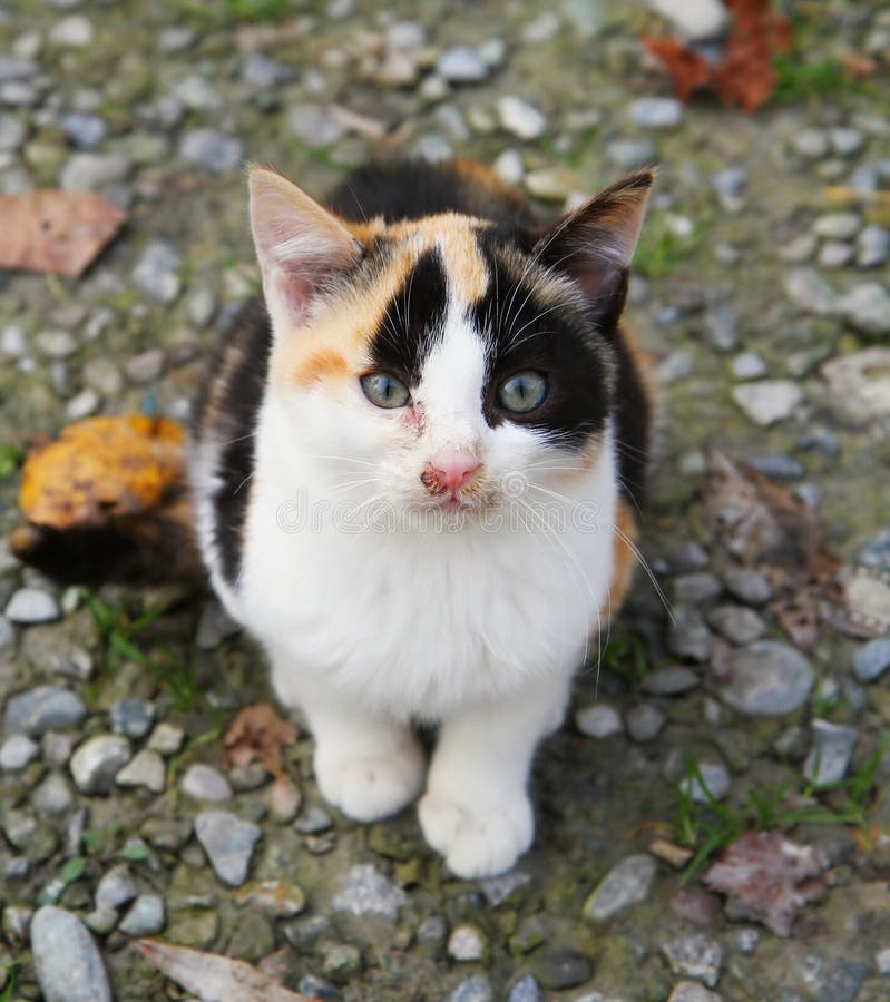 Black Red cat stock photo. Image of expressive, field - 16766574