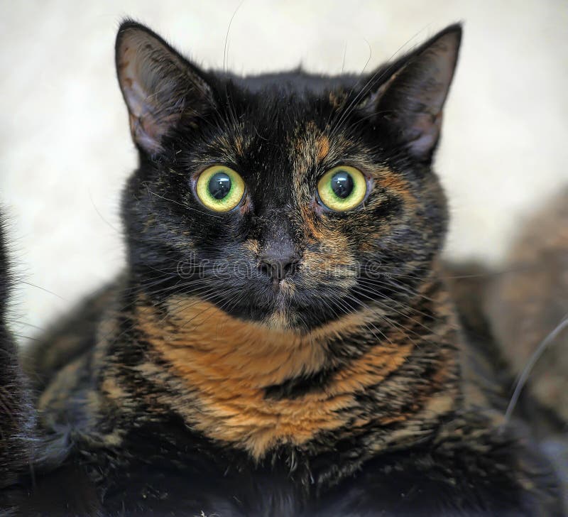 Black with a red cat stock photo. Image of attentive - 100712790