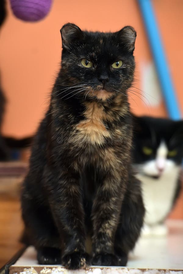 Black with red cat stock image. Image of pretty, mammal - 59348481