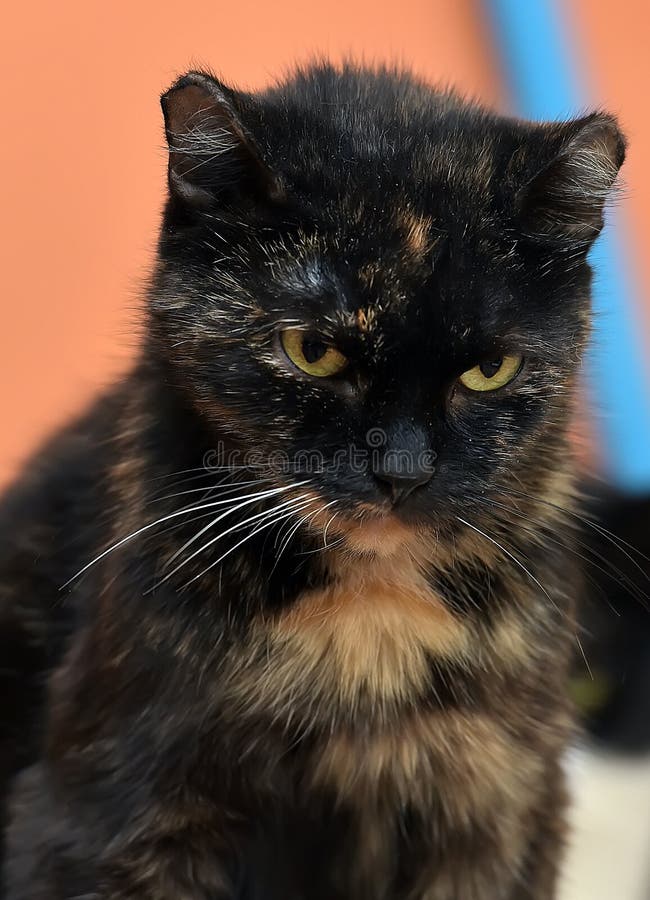 2,013 Cat Cropped Stock Photos - Free & Royalty-Free Stock Photos from ...