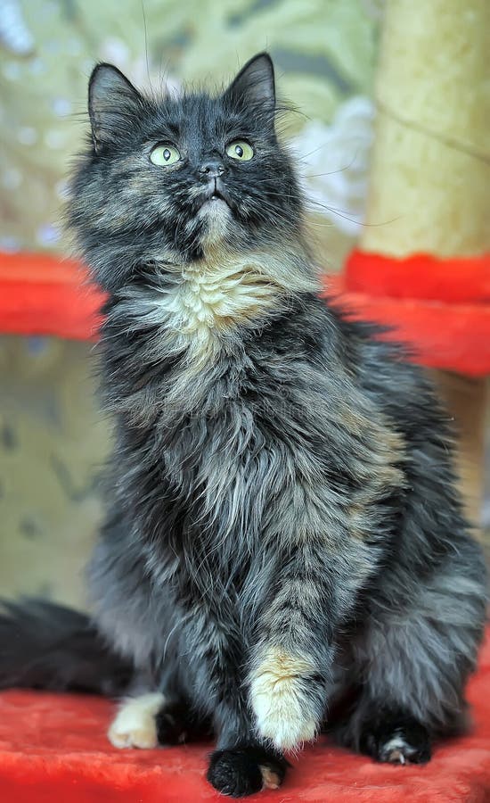 Black and red cat stock photo. Image of face, esporles - 171806974