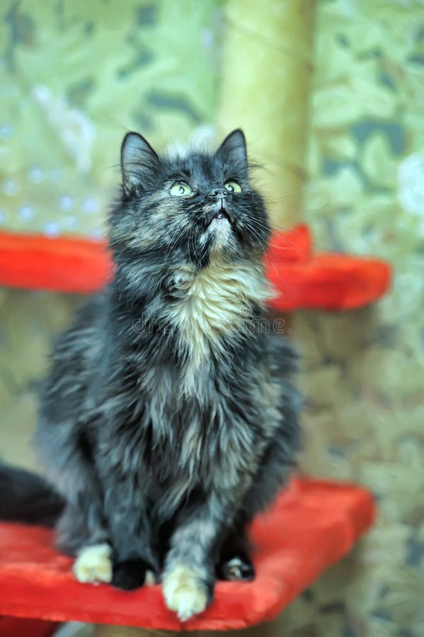 Black and red cat stock image. Image of majorca, colorful - 171807003